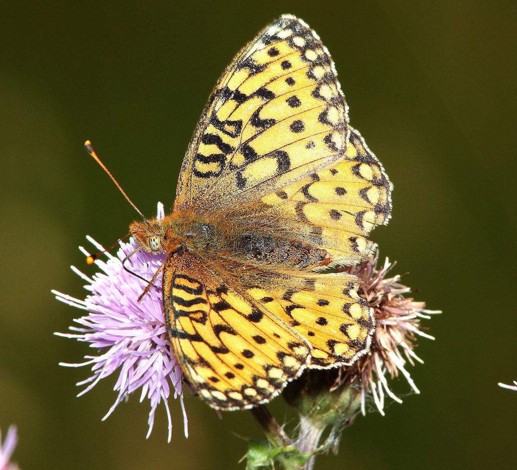 Fritillary Butterflies, species, facts and photographs
