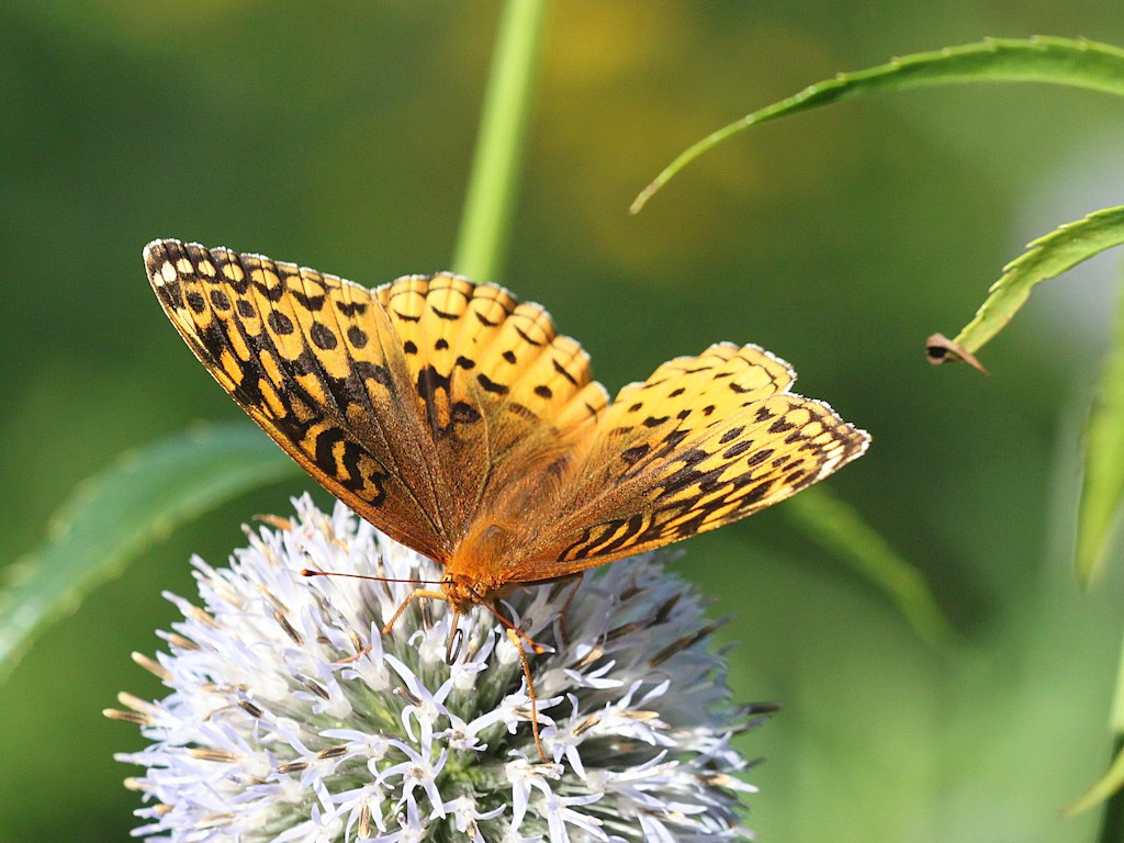 Fritillary Butterflies, species, facts and photographs
