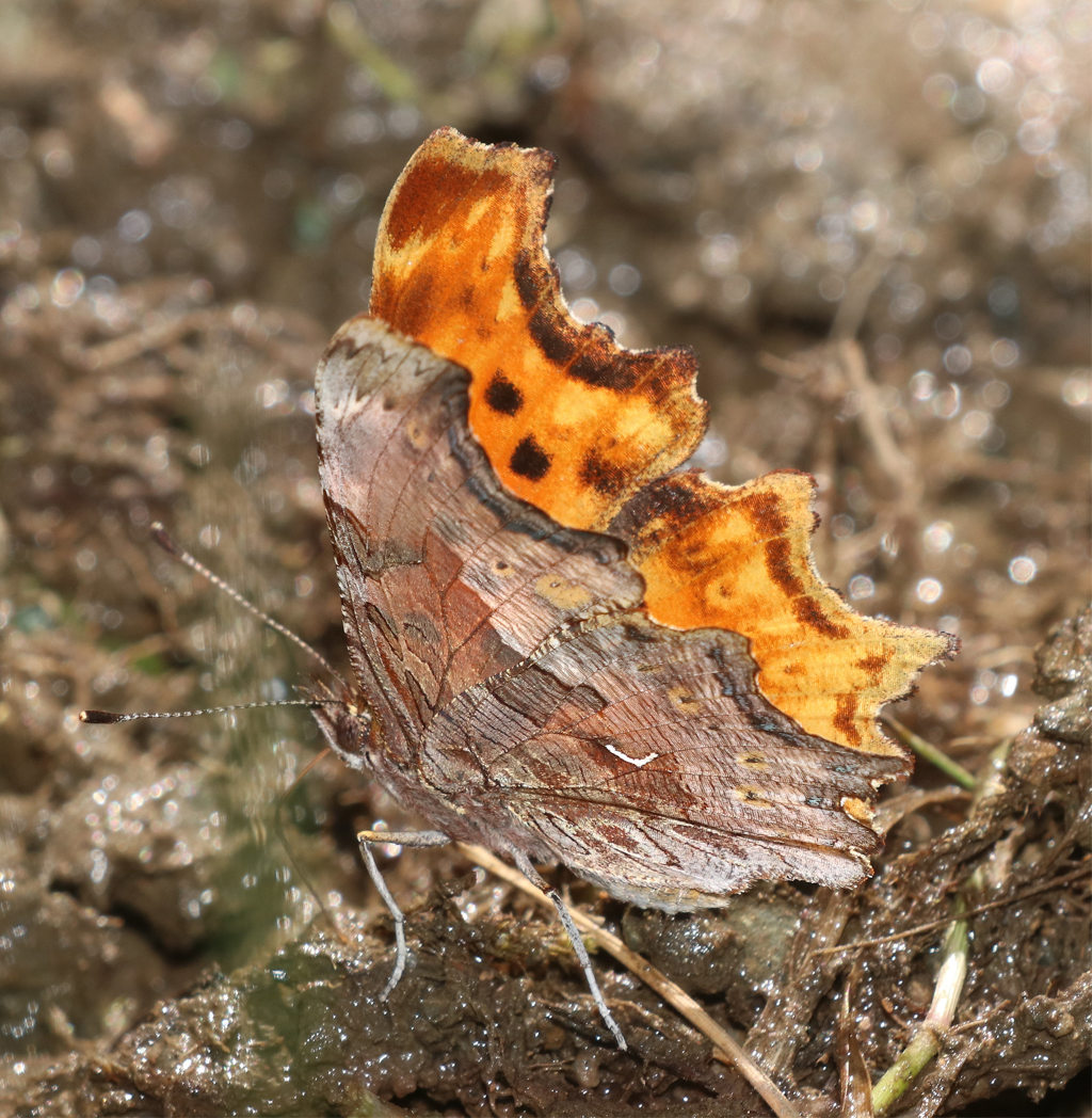 Hoary Comma Butterfly, size, photographs, characteristics