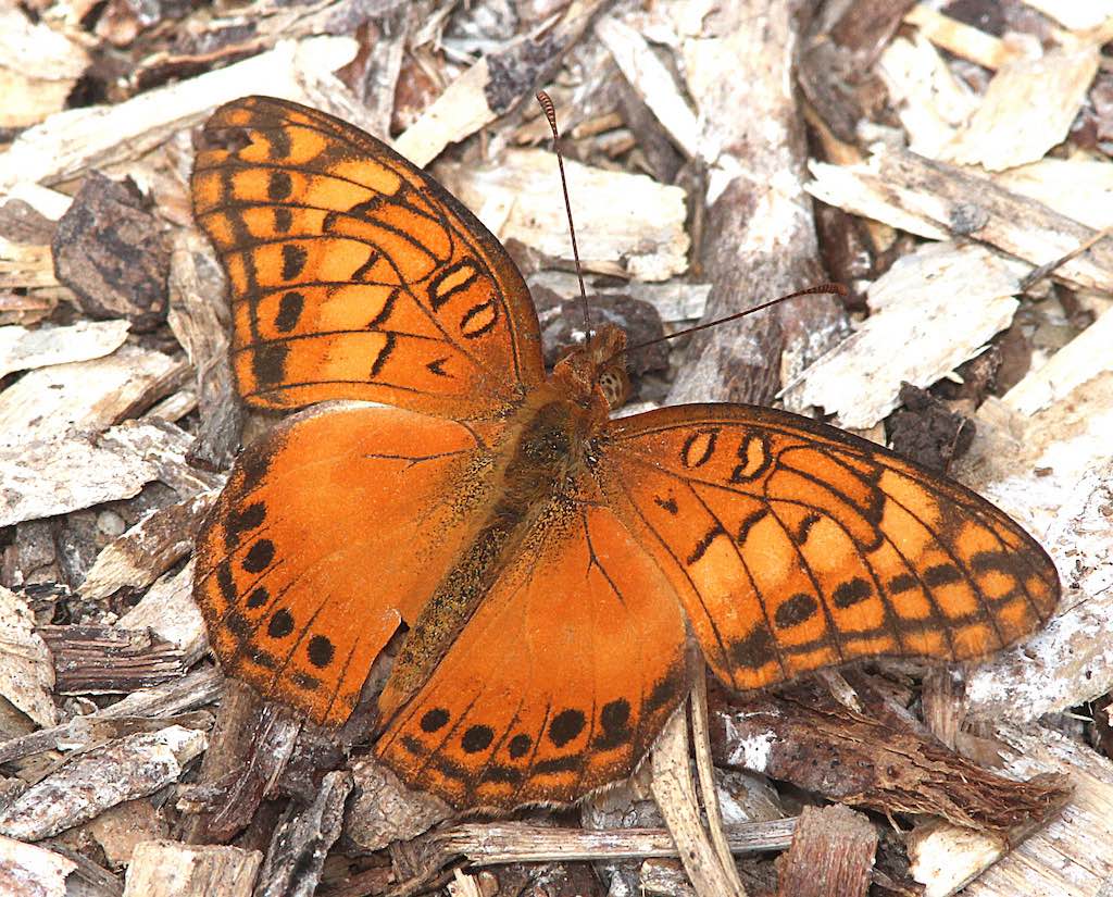 Fritillary Butterflies, species, facts and photographs