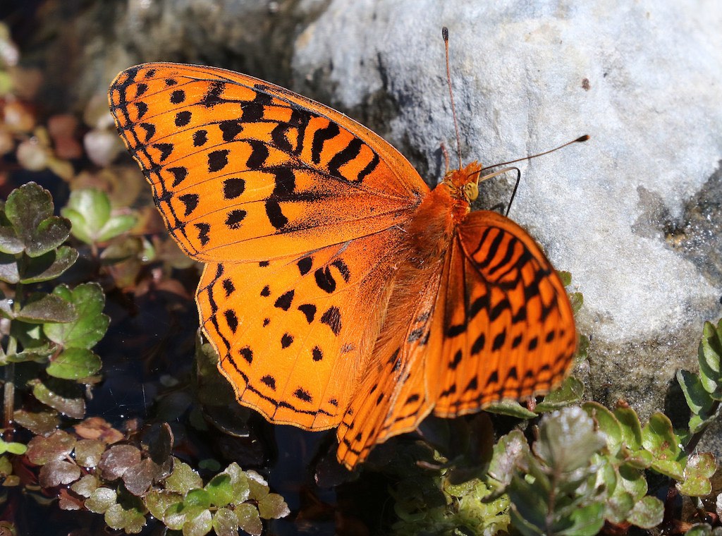 Fritillary Butterflies, species, facts and photographs