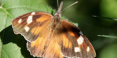 American Snout Butterfly, size, photographs, characteristics