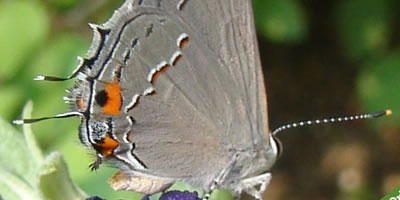 Gossamer Winged Butterflies
