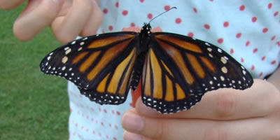 Live butterfly releases for weddings and events, butterfly breeders ...