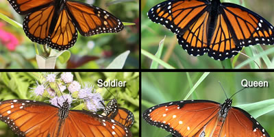 Butterfly Look-Alikes: Monarch, Queen, Soldier and Viceroy, with ...