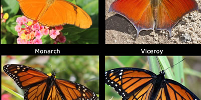 Orange Colored Butterfly Comparison and Identification