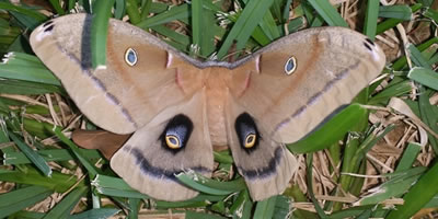 Polyphemus Moth, description, size, photographs