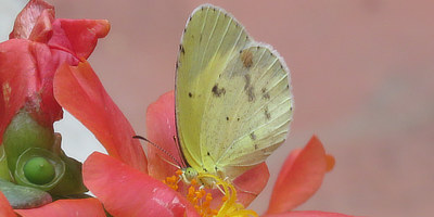 Little Yellow Butterfly, size, photographs, characteristics