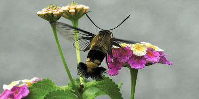 Snowberry Clearwing Moth, size, photographs, characteristics