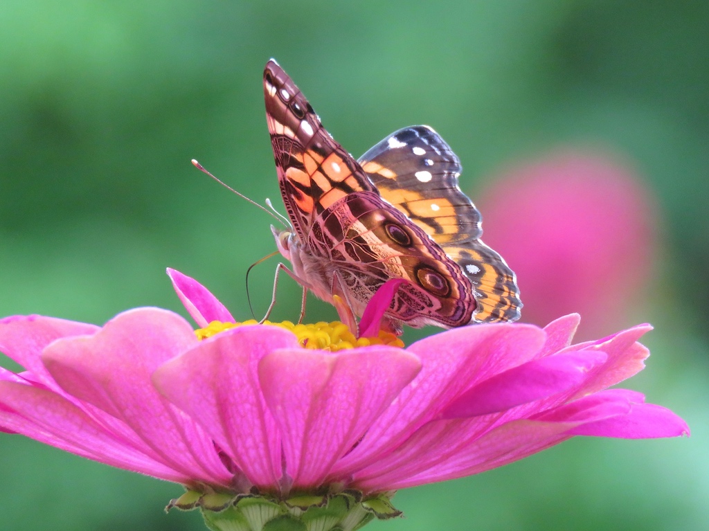 American Lady Butterfly, size, characteristics, facts, and photographs