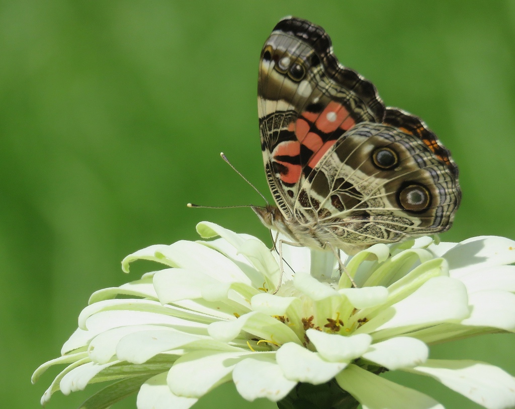 American Lady Butterfly, size, characteristics, facts, and photographs