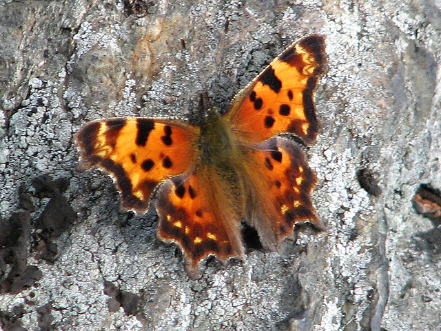 Eastern Comma Butterfly, description, characteristics, size, photographs