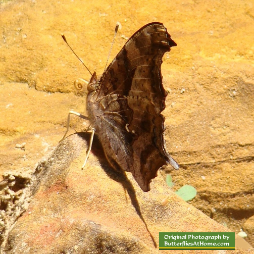 Question Mark Butterfly range size, habits, photographs, identifying marks