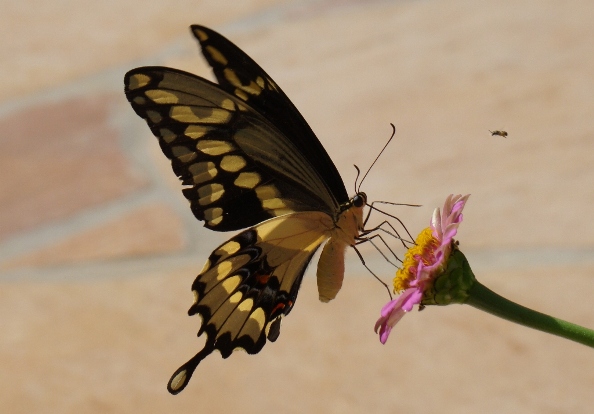 Giant Swallowtail Butterfly, description, identification, size ...