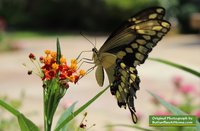 Giant Swallowtail Butterfly, description, identification, size ...