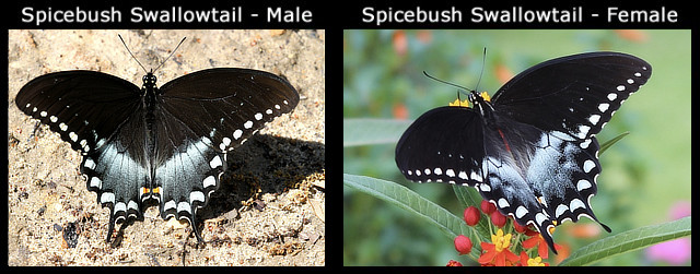 Spicebush Swallowtail Life Cycle