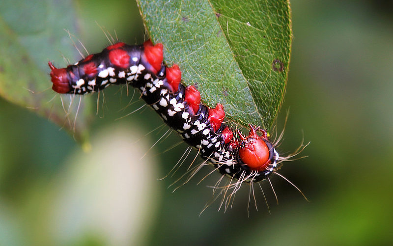 Common Caterpillars and Butterfly Larva with species and photos