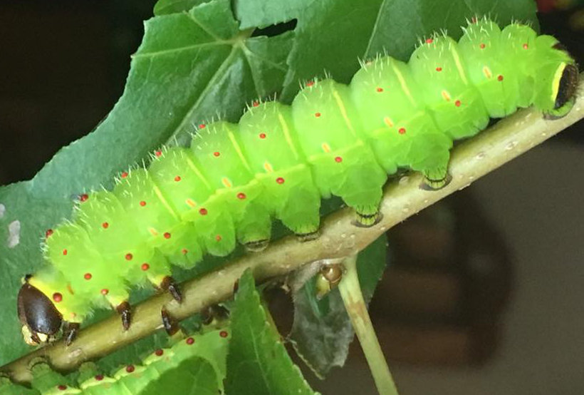 Luna Moth Caterpillar Size Luna Moth Caterpillar Size