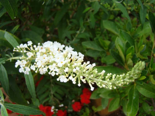 Butterfly gardening, host plants, nectar plants, puddling and other ...