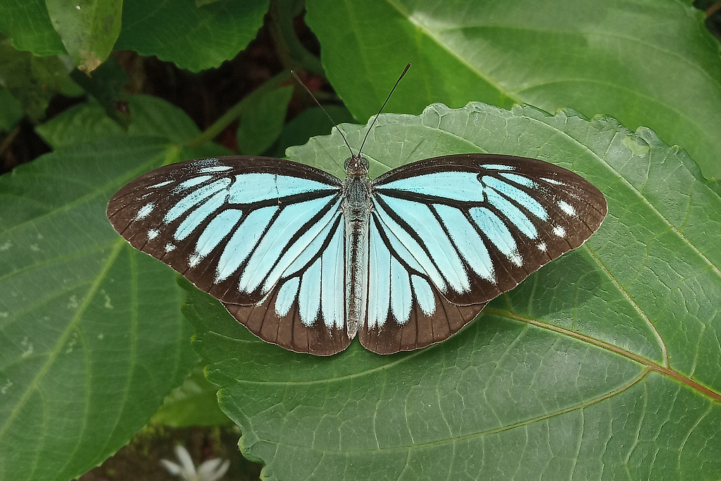 Share your butterfly photos with the ButterfliesAtHome.com Website