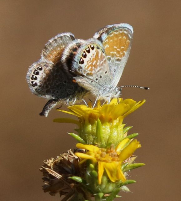 Share your butterfly photos with the ButterfliesAtHome.com Website