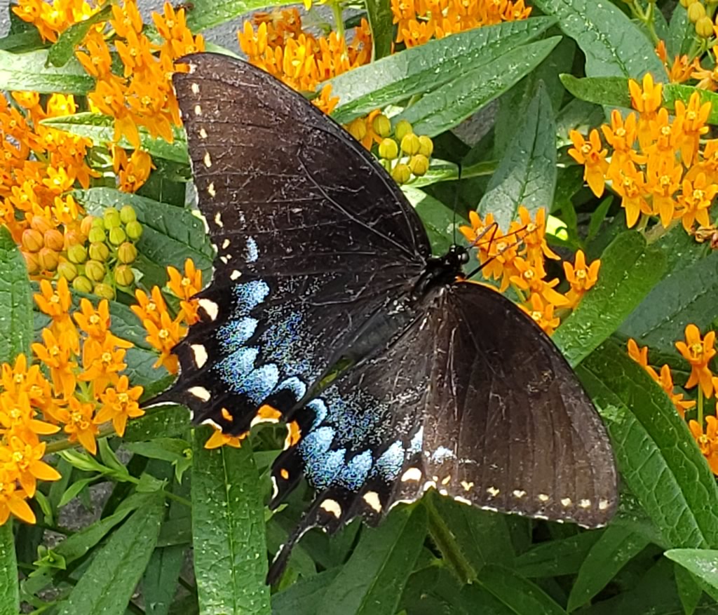 Share your butterfly photos with the ButterfliesAtHome.com Website