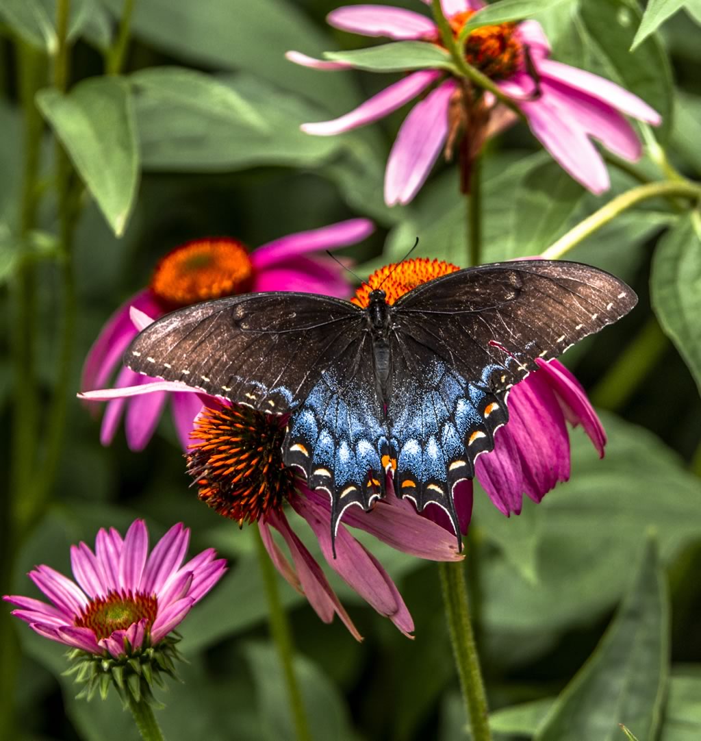 Share your butterfly photos with the ButterfliesAtHome.com Website