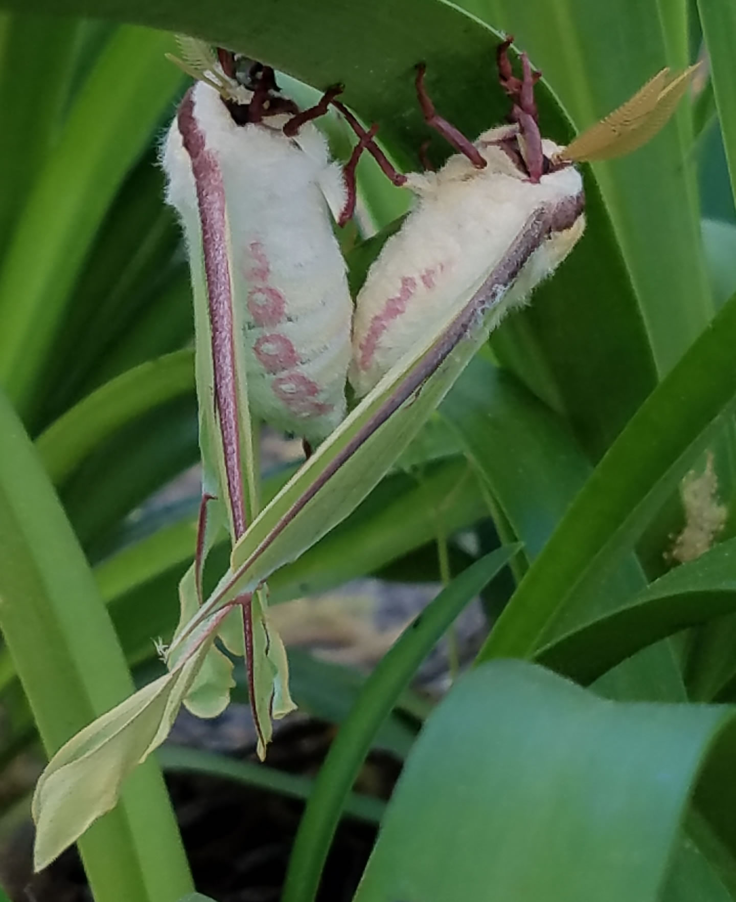 Luna Moth Characteristics Size Photographs Life Span Luna Moth Characteristics Size Photographs Life Span