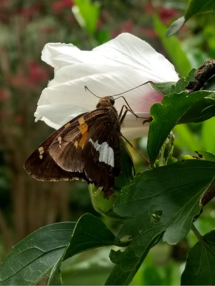 Share your butterfly photos with the ButterfliesAtHome.com Website