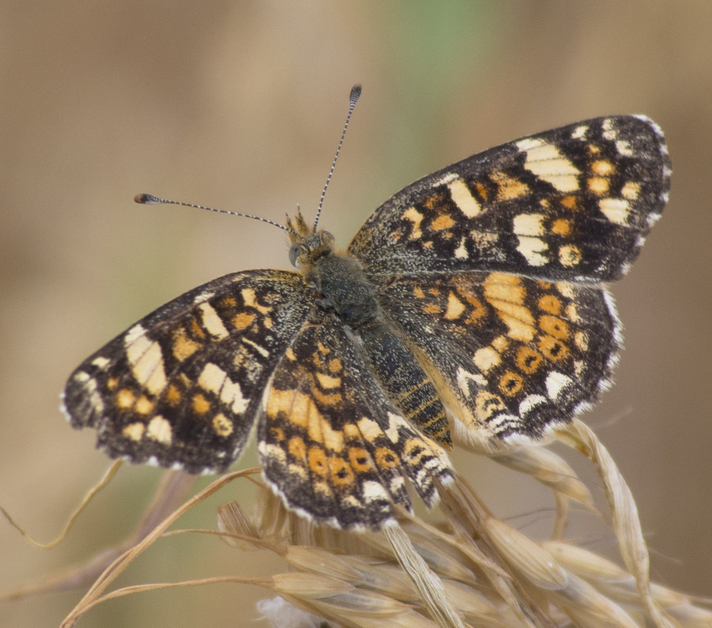 Crescent Butterflies