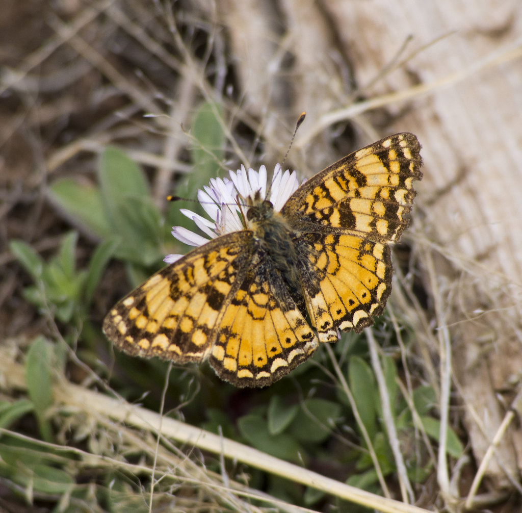 Crescent Butterflies