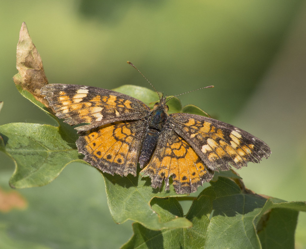 Crescent Butterflies