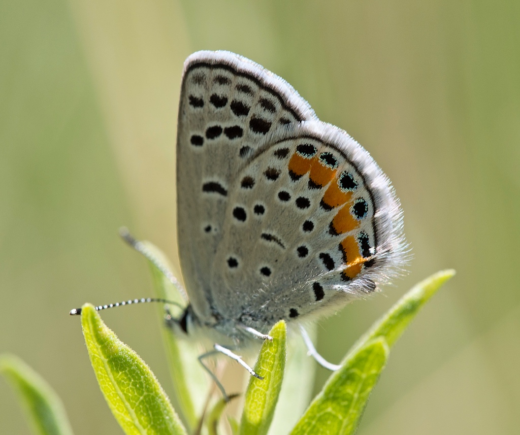 Acmon Blue Butterfly, size, photographs, characteristics