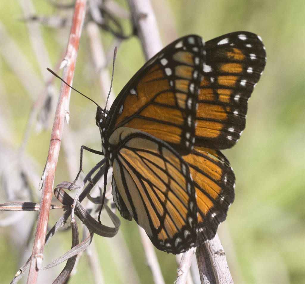 Viceroy Butterfly, description, characteristics, facts, size, photographs