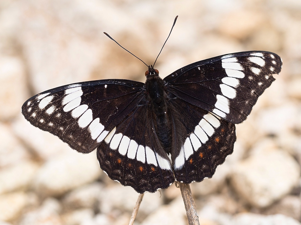 Weidemeyer's Admiral Butterfly, size, photographs, characteristics